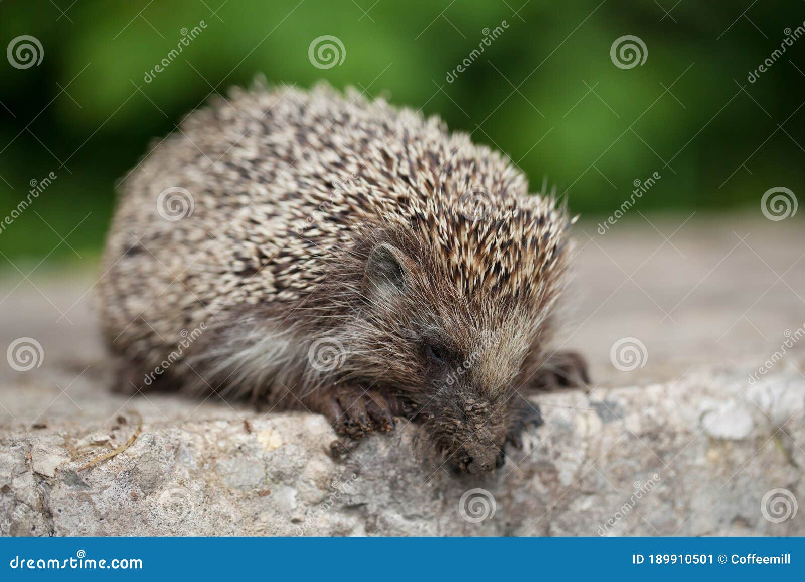 Sad Sick Hedgehog Lies on a Concrete Road Stock Image - Image of ...