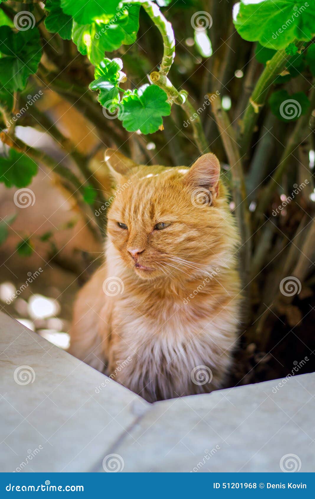 Sad sick stray cat stock photo. Image of lonely, lost - 51201968