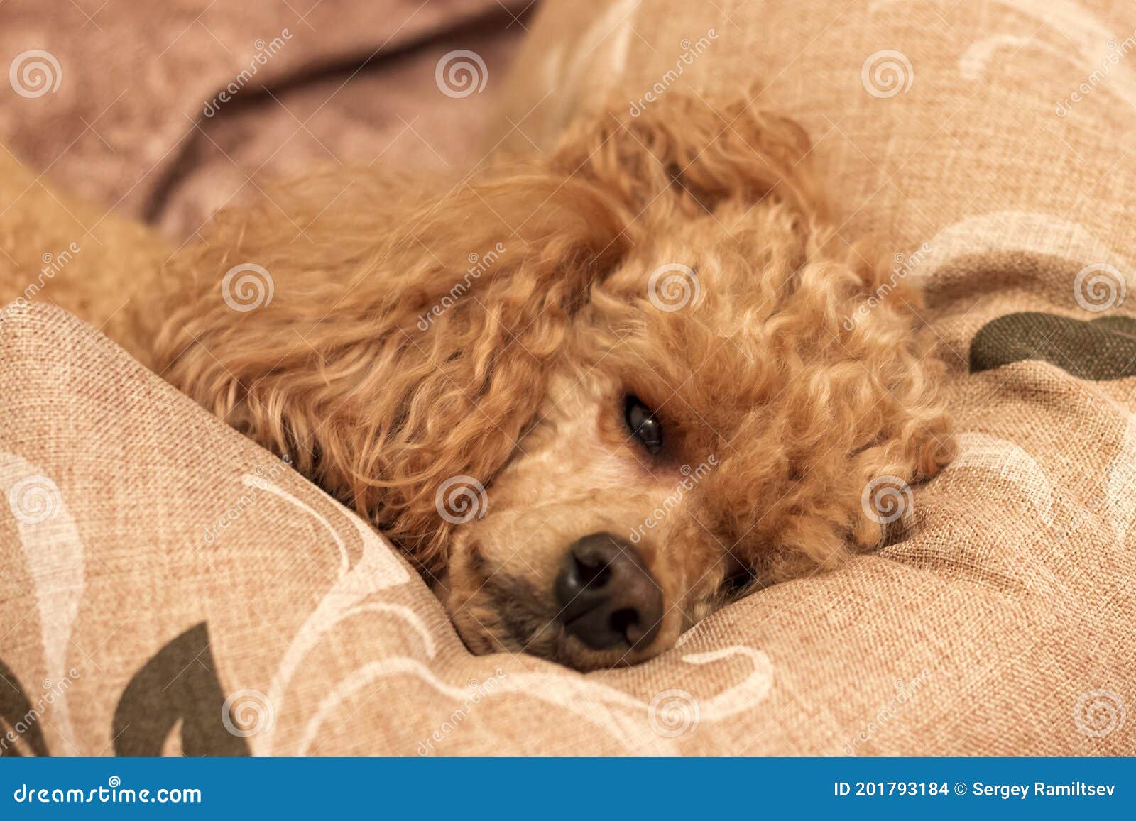 A Sad Sick Tired Poodle Lies on the Bed Stock Photo - Image of pillow ...