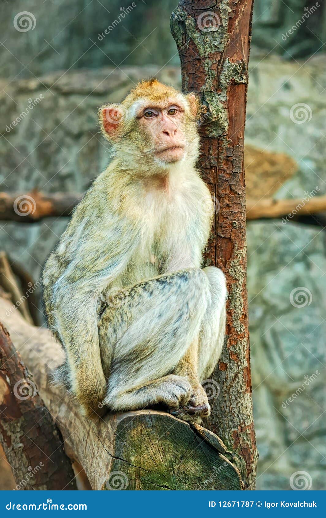 Sad sitting monkey stock image. Image of fingers, cute - 12671787