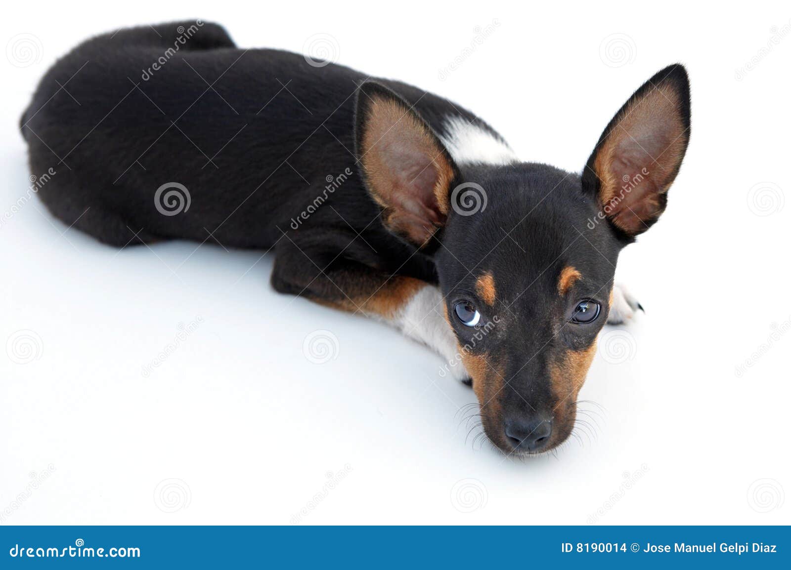 Sad small dog stock photo. Image of little, doggy, canine - 8190014