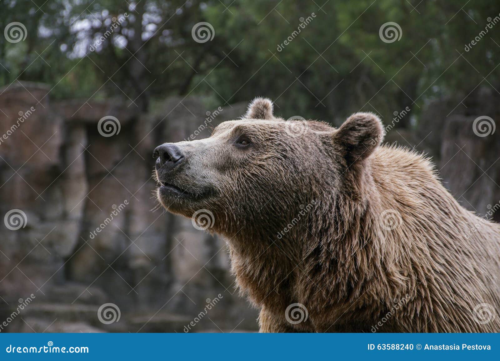 Sad Snout of Brown Bear in the Forest Stock Photo - Image of bear ...