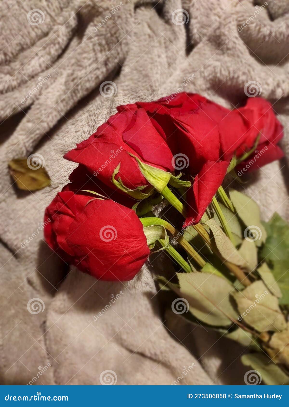 Sad Soft Rose Bouquet Bundle 6 Stock Photo - Image of produce, plant ...