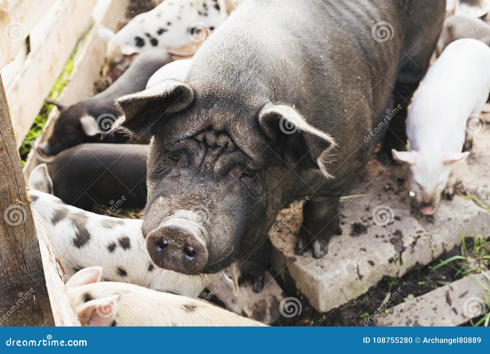 Sad sow with piglets stock photo. Image of milk, pink - 108755280