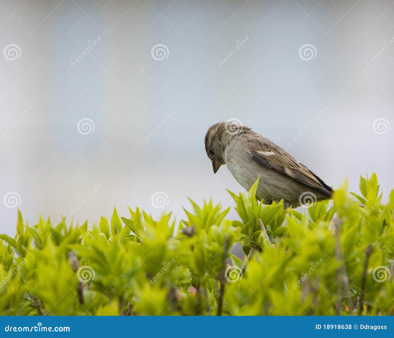 Sad sparrow stock photo. Image of feather, wildlife, bird - 18918638