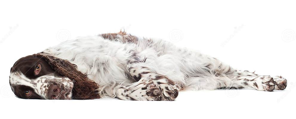 Sad springer spaniel dog stock image. Image of obedient - 28602161