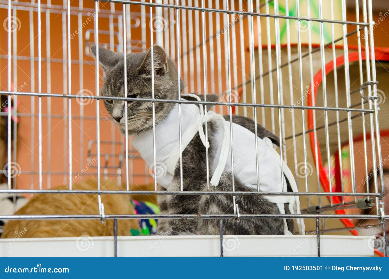 Sad Sterilized Cat in a Bandage in a Metal Cage for an Exhibition Stock ...
