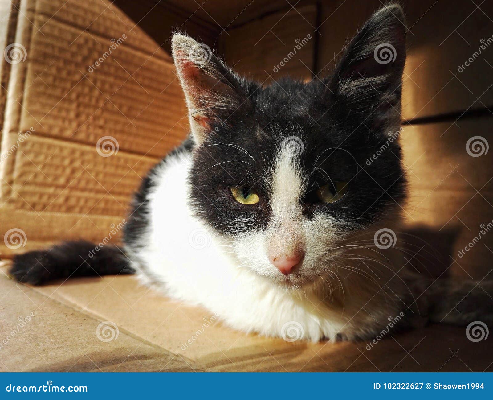 Sad stray cat stock image. Image of loose, blind, feral - 102322627