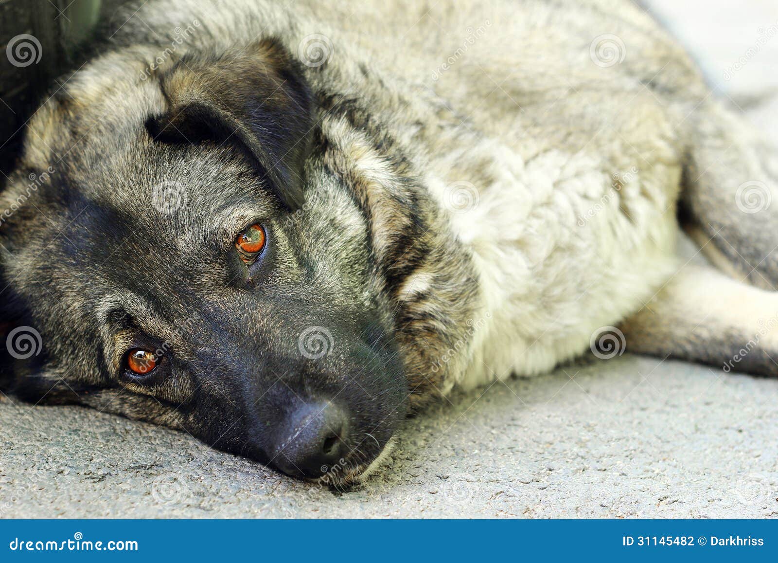 Sad stray dog stock photo. Image of puppy, asphalt, abandoned - 31145482