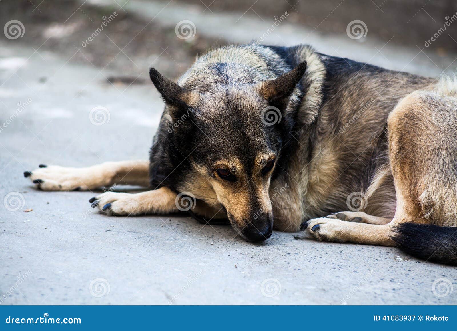 Sad stray dog stock image. Image of alone, street, furry - 41083937