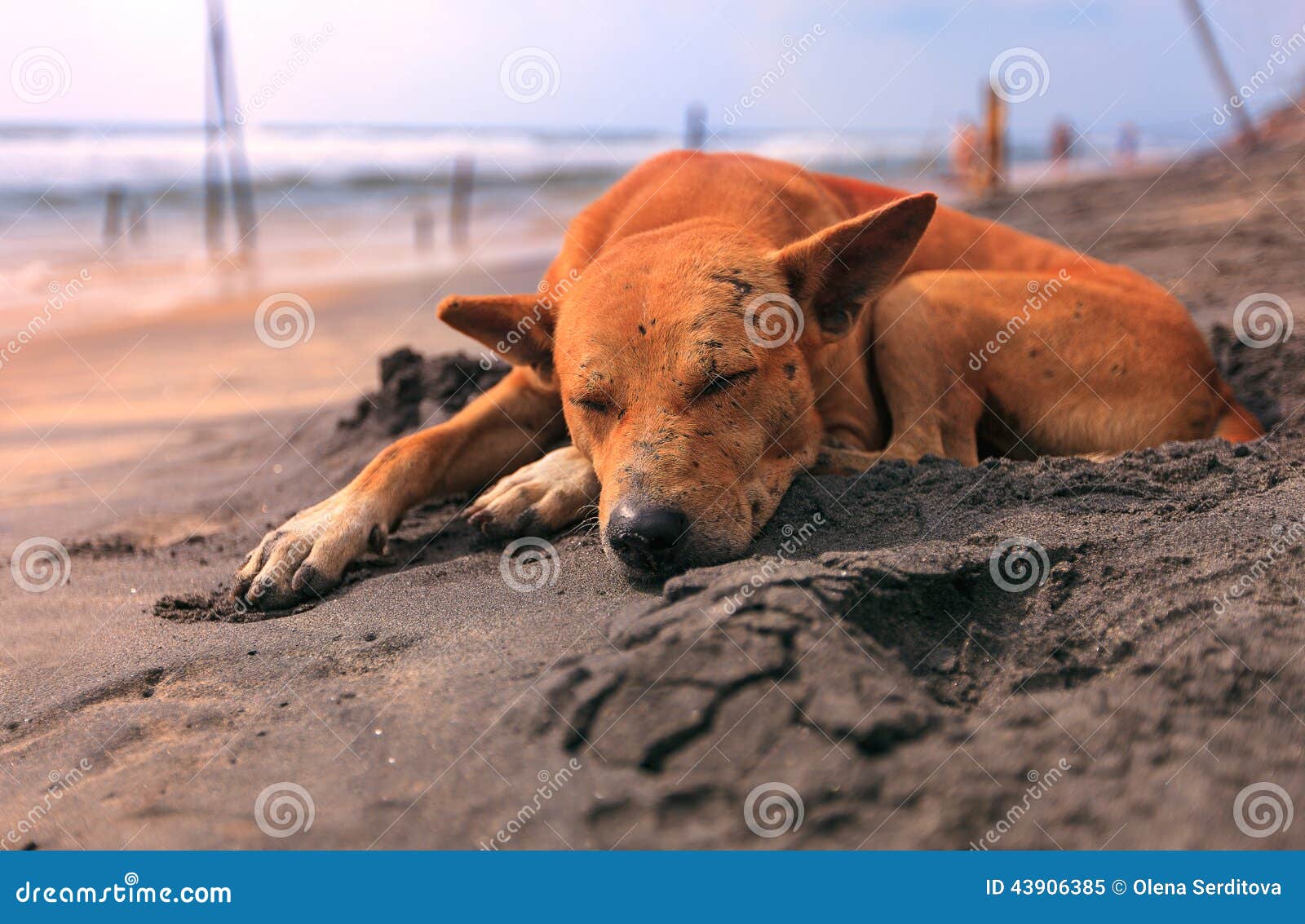 Sad Stray Dog Sleeping on the Beach Stock Image - Image of animal ...