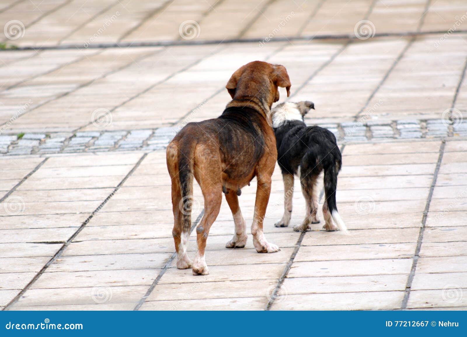 Sad Stray Dogs on the Street Stock Image - Image of mammal, single ...