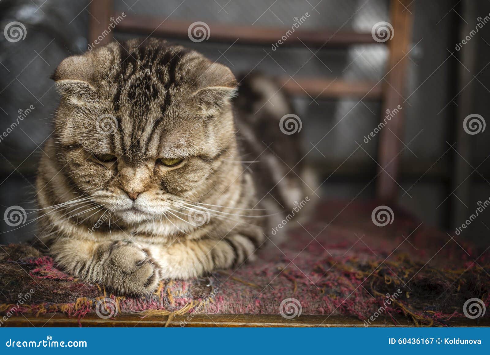 Sad Striped Scottish Fold Cat Stock Image - Image of kitten, cute: 60436167