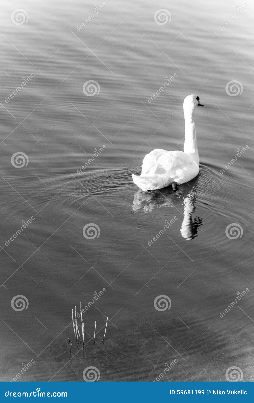 Sad swan stock image. Image of personality, grace, peaceful - 59681199