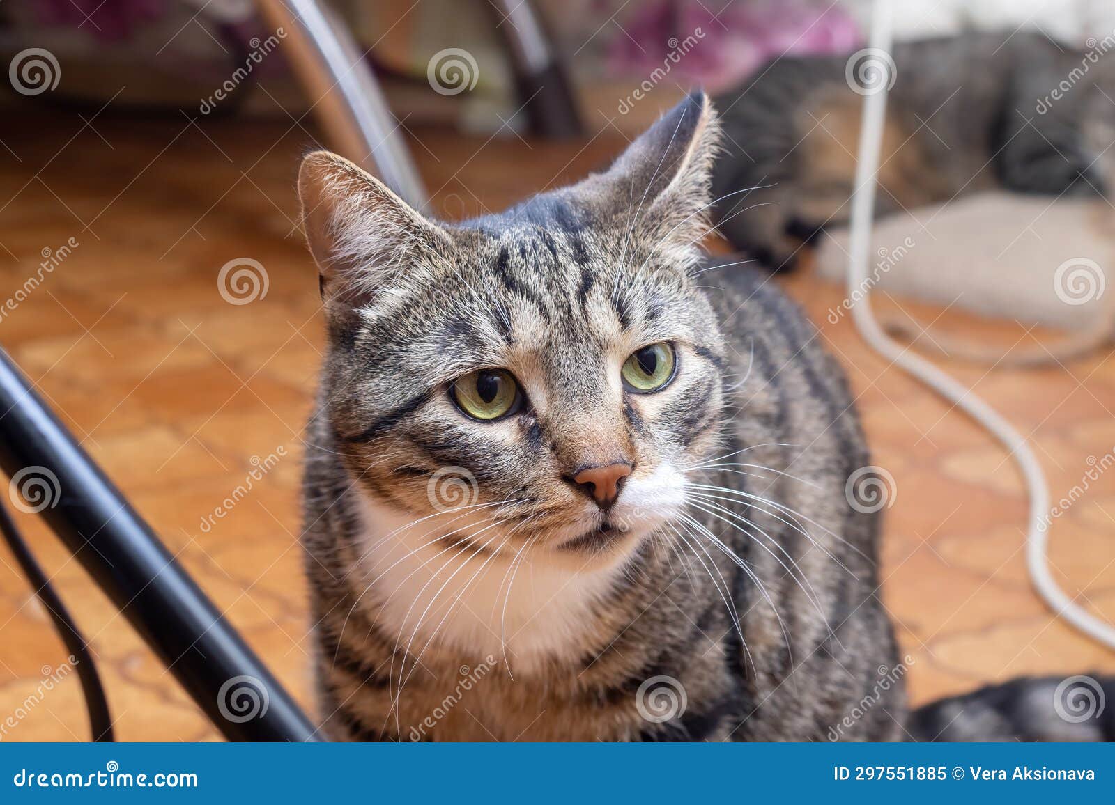 Sad Tabby Cat Lying at Home Closeup Stock Image - Image of hair, soft ...