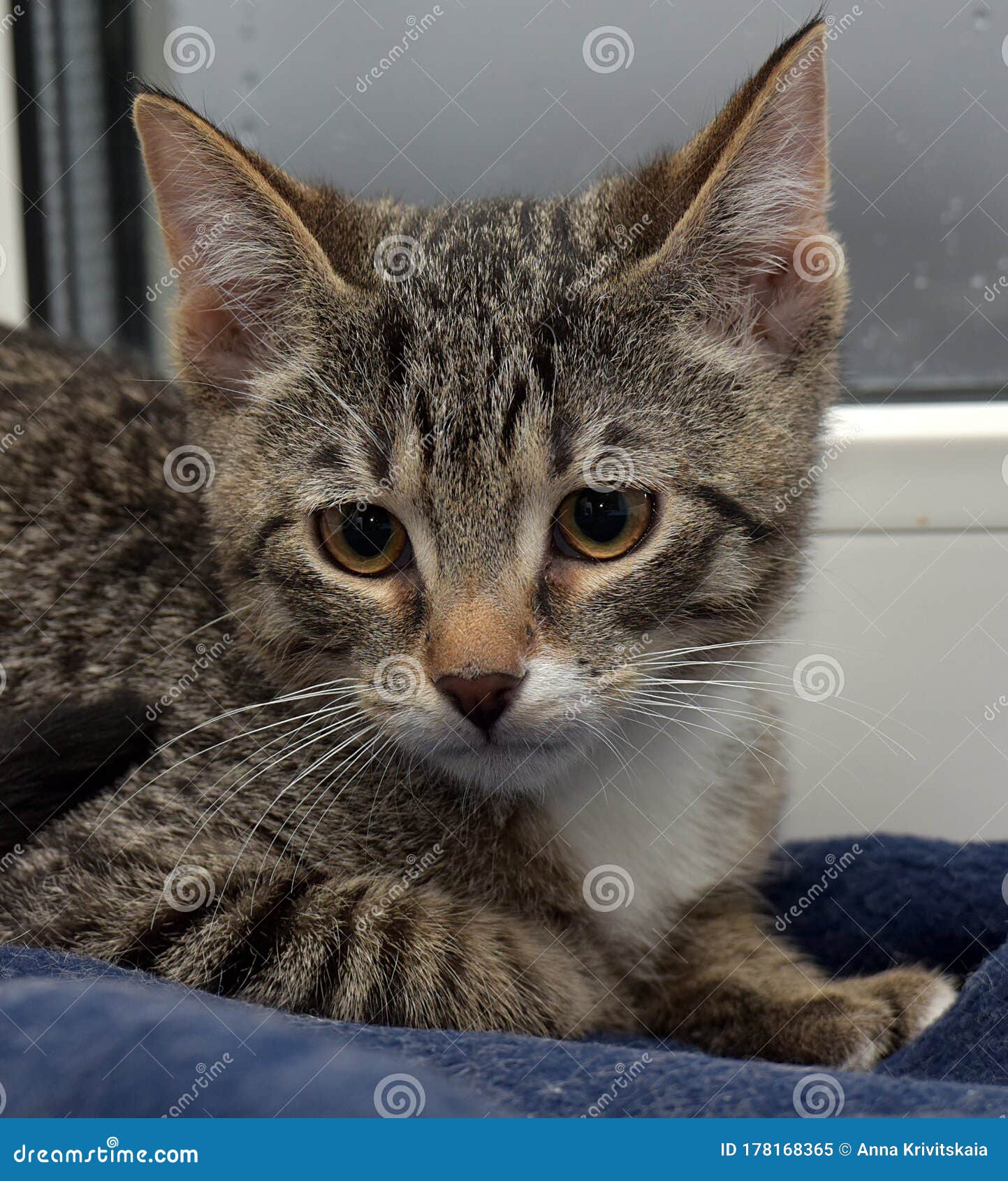 Sad Tabby Kitten in Shelter Stock Image - Image of lost, little: 178168365