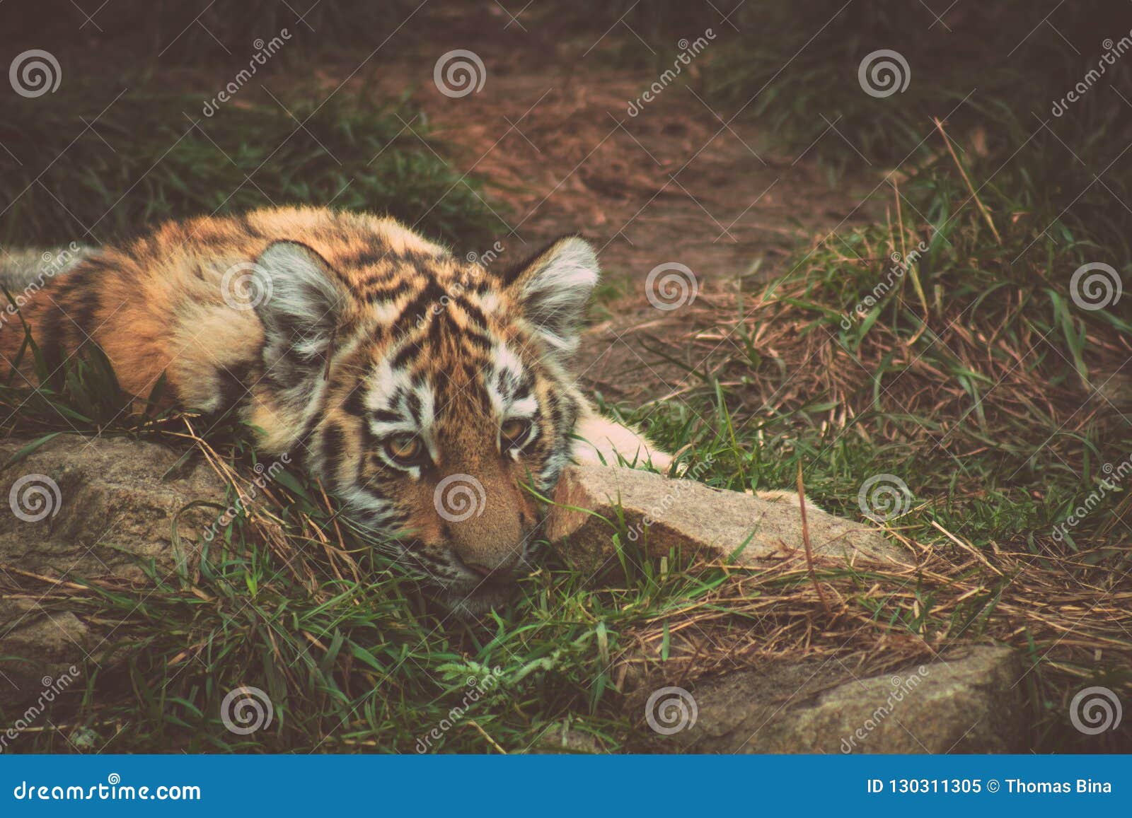 1,364 Sad Tiger Stock Photos - Free & Royalty-Free Stock Photos from ...