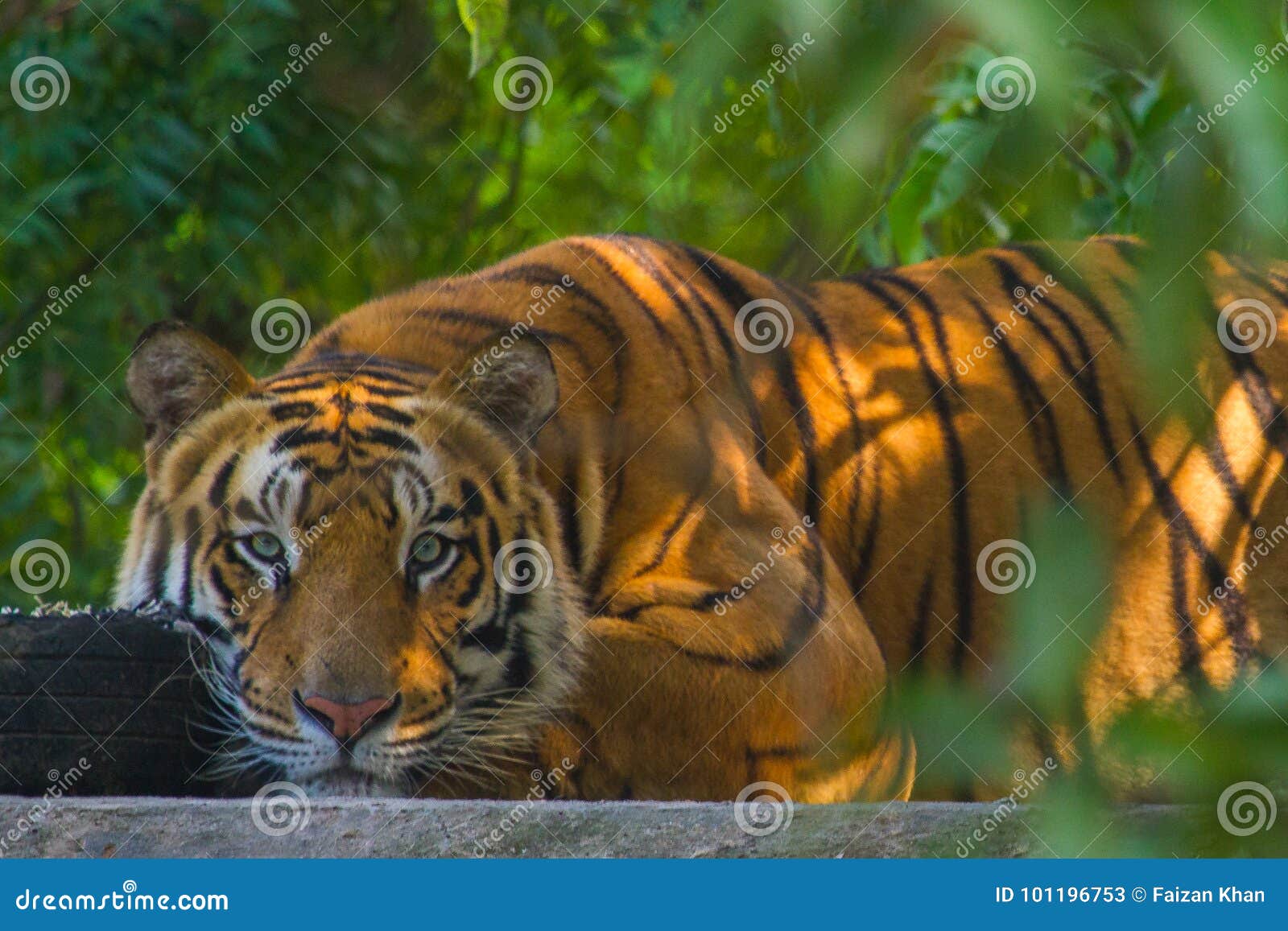 Tiger stock image. Image of portrait, natural, asia - 101196753