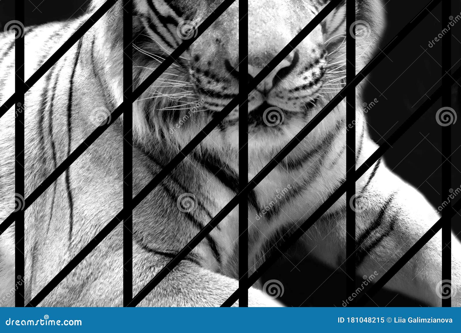 Sad tiger in prison stock image. Image of rescue, rare - 181048215