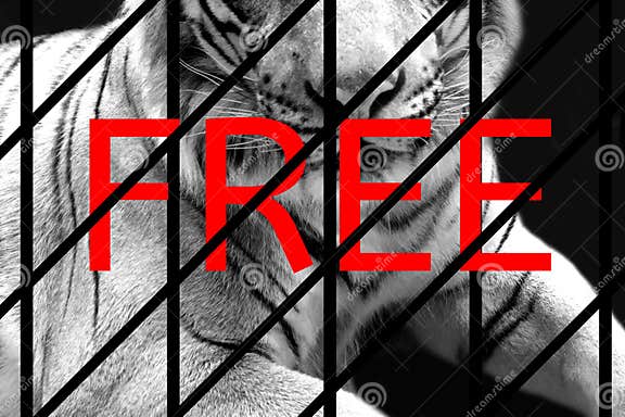 Sad tiger in prison stock photo. Image of rescue, danger - 181048228