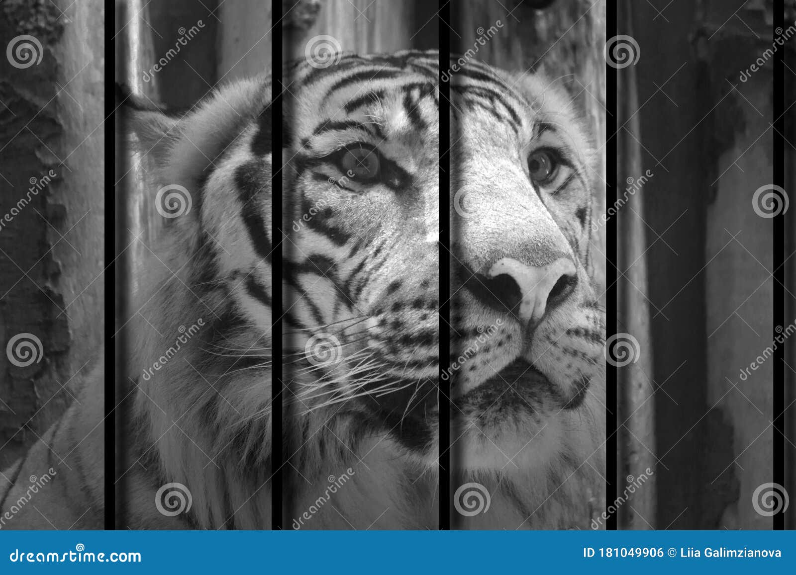 Sad tiger in prison stock photo. Image of mammal, white - 181049906