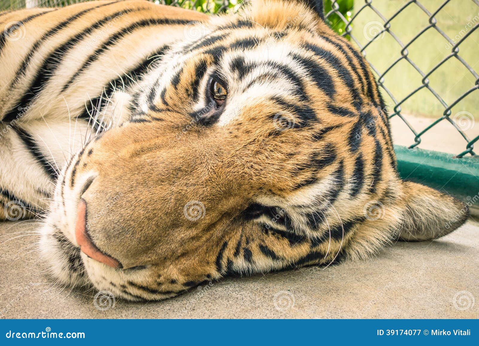 Sad Tiger in a Zoo Cage - Animal Abuse Stock Image - Image of abuse ...