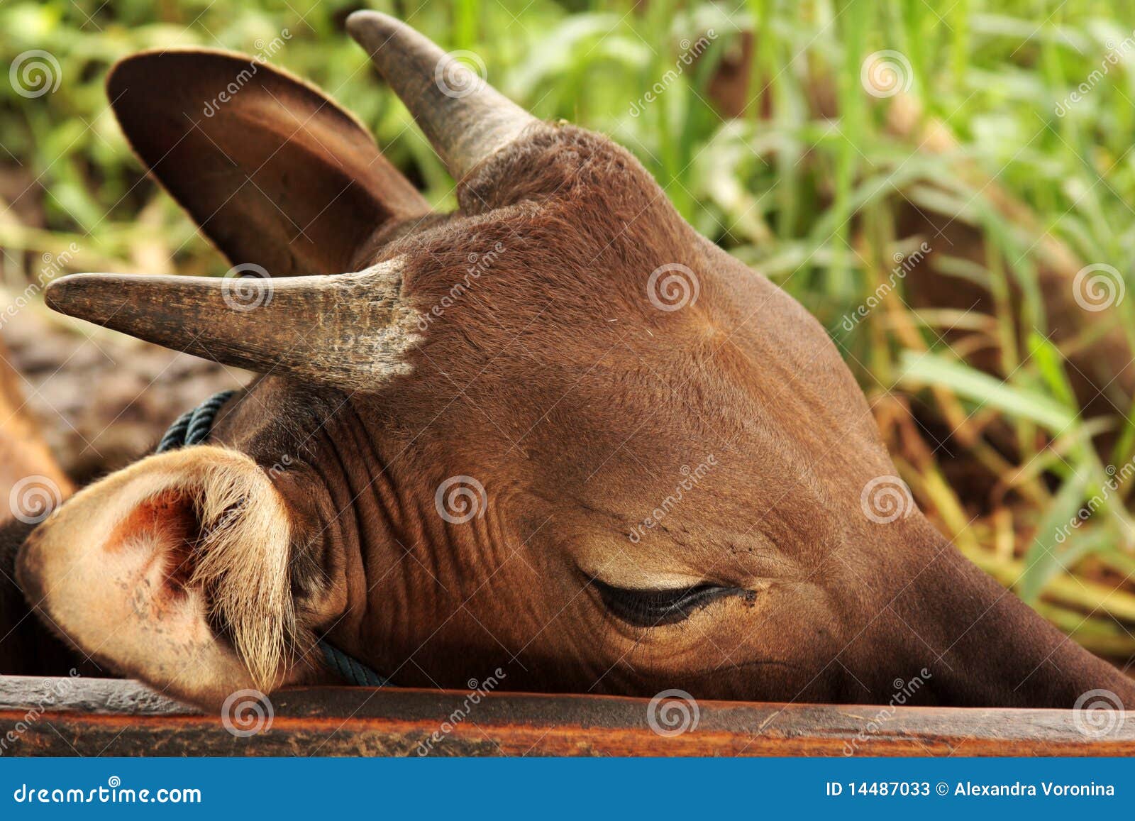 Sad tired cow. stock image. Image of island, lies, lonely - 14487033