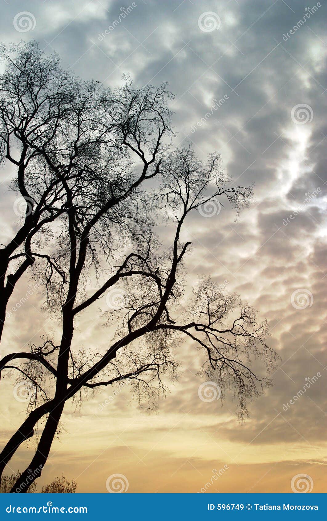 Sad tree stock image. Image of decline, city, landscape - 596749