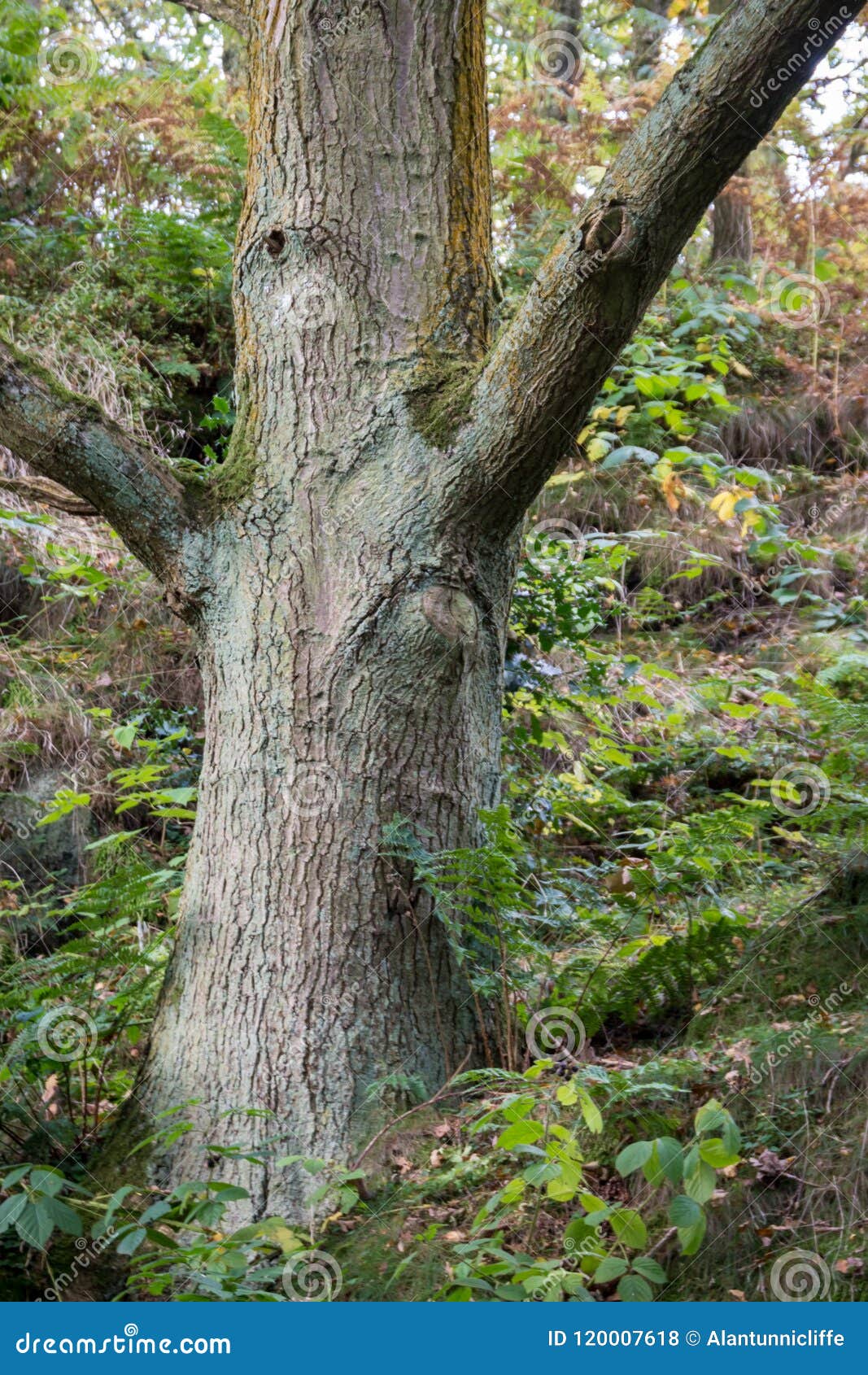 Sad tree in a forest stock photo. Image of wood, face - 120007618