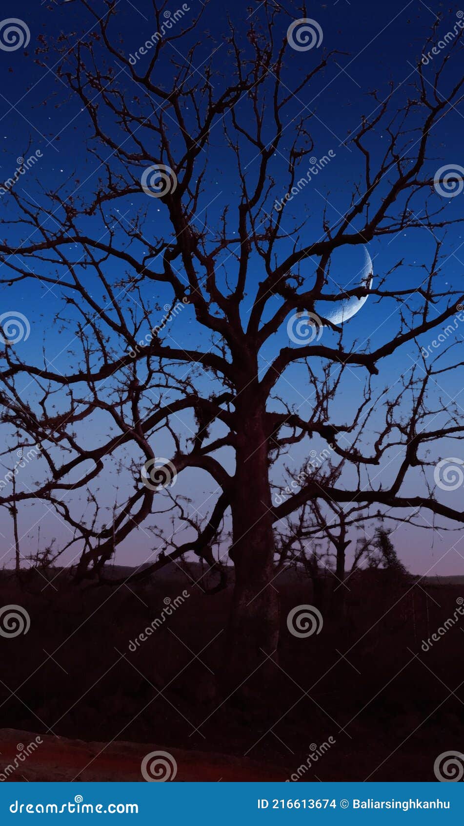 A Sad Tree with Moon in the Night Stock Photo - Image of lighting, moon ...
