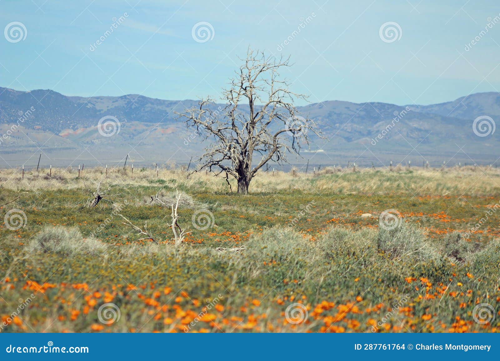 Sad Tree in the Poppies stock photo. Image of fence - 287761764