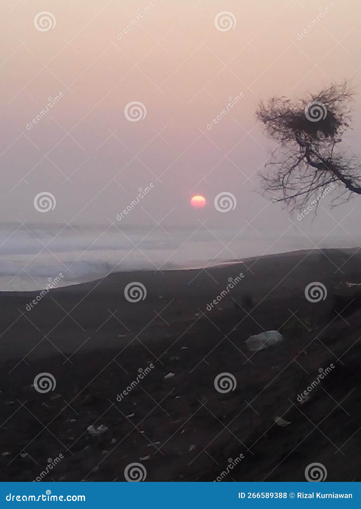 Sad tree on sunset stock photo. Image of haze, sunlight - 266589388