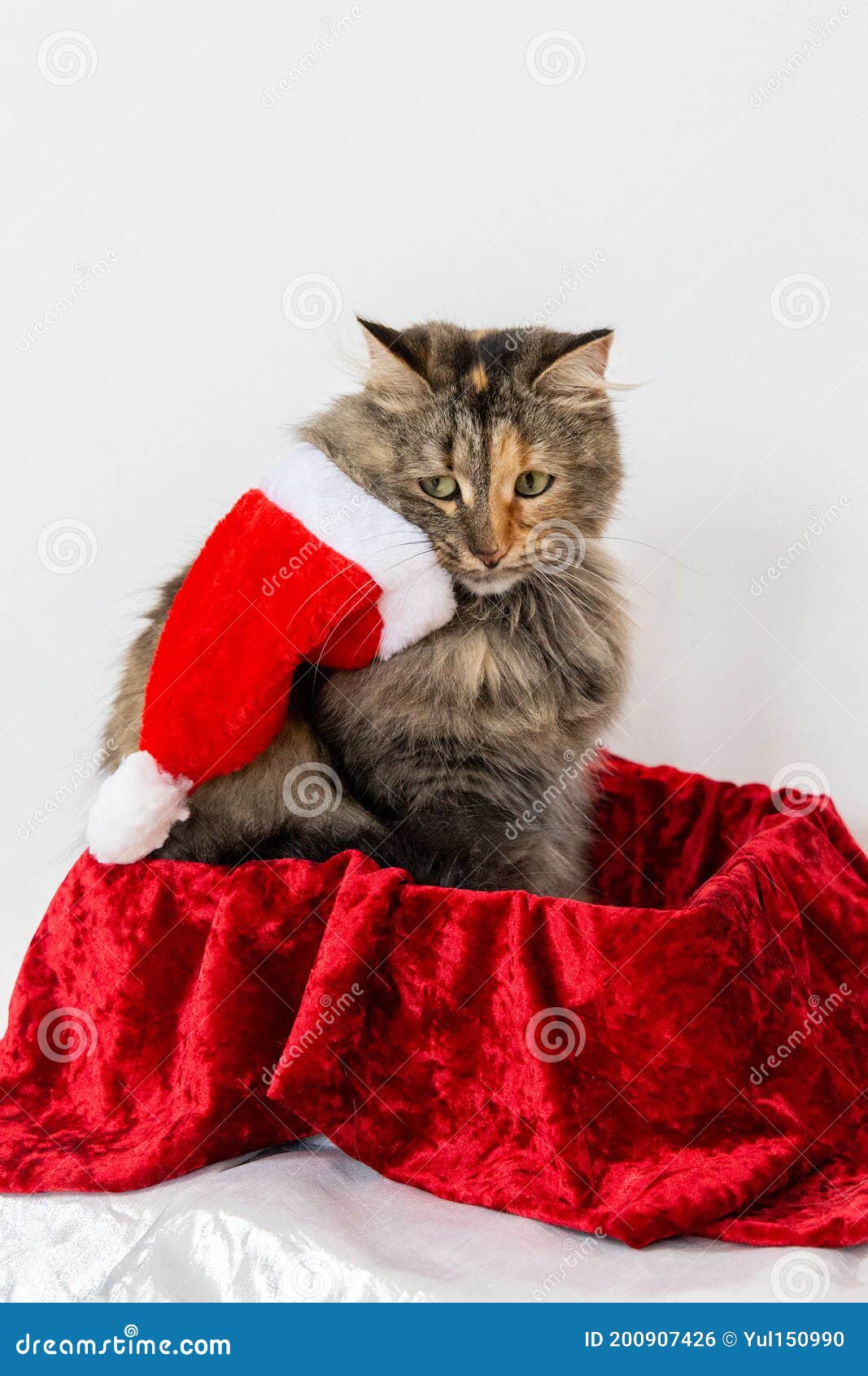 Sad and Upset Cat in a Gift Box Stock Photo - Image of lovable ...