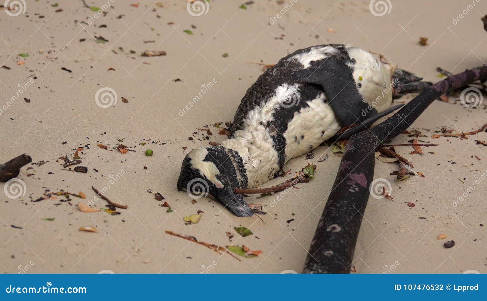Sad View of a Dead Penguin on the Beach Stock Footage - Video of ...