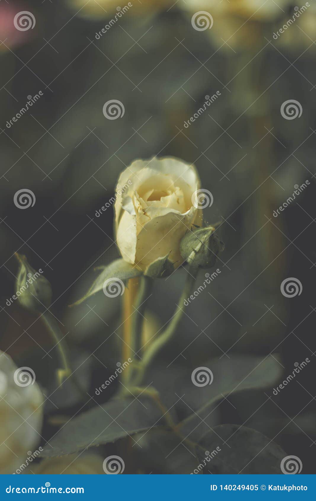 The Sad Vintage Rose that is Heartbroken Stock Image - Image of spring ...