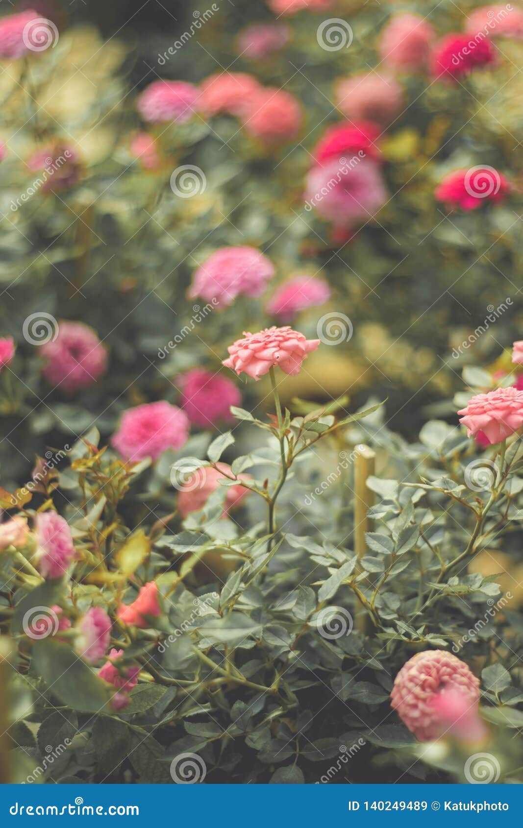 The Sad Vintage Rose that is Heartbroken Stock Image - Image of gift ...