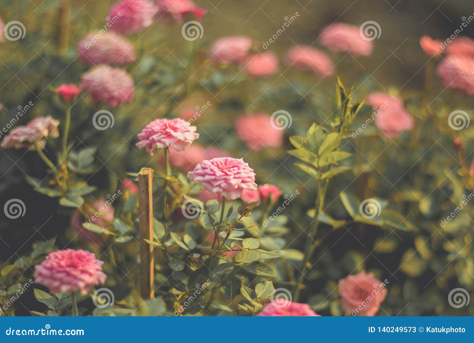 The Sad Vintage Rose that is Heartbroken Stock Image - Image of garden ...