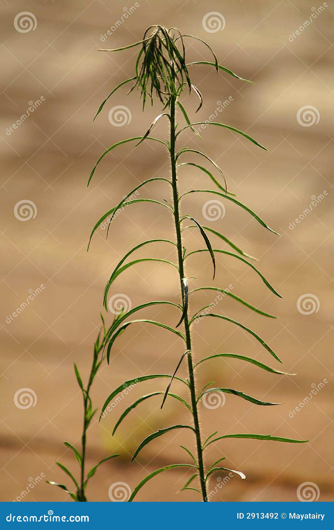 Sad weed stock photo. Image of twisting, curving, unsought - 2913492
