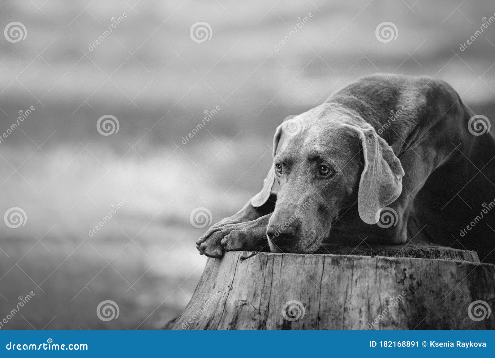 Sad Weimaraner Dog Posing on a Cut Down Tree Outdoors Stock Image ...