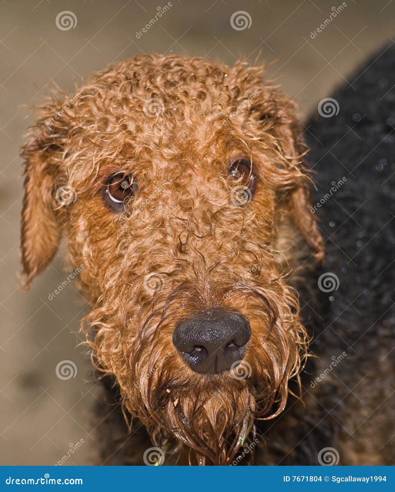 Sad, wet dog stock photo. Image of snout, rain, canine - 7671804