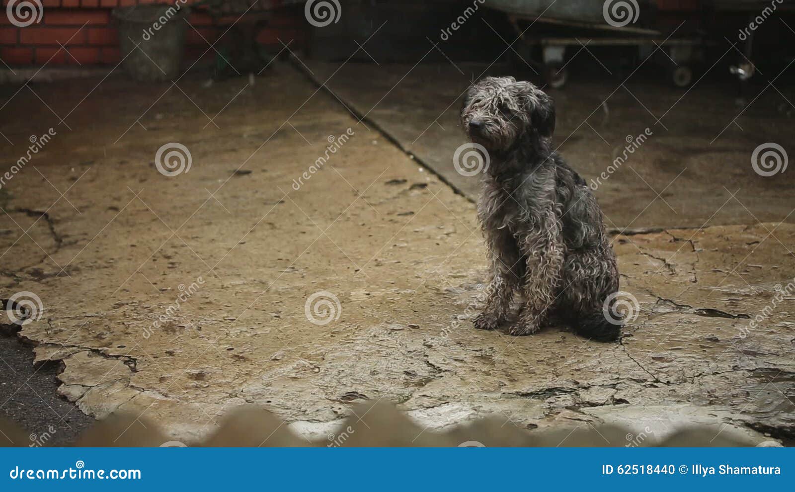 Sad Wet Dog at Rain stock footage. Video of drenched - 62518440