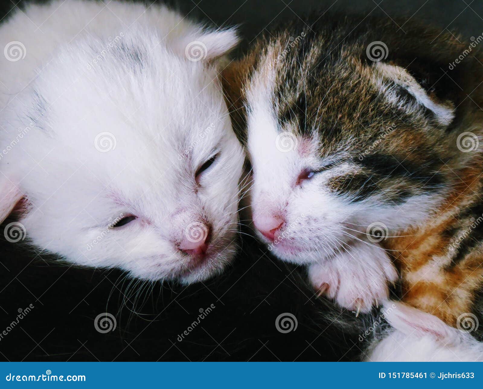 Sad White and Brown Kitten Sleeping Deep. Stock Image - Image of ...
