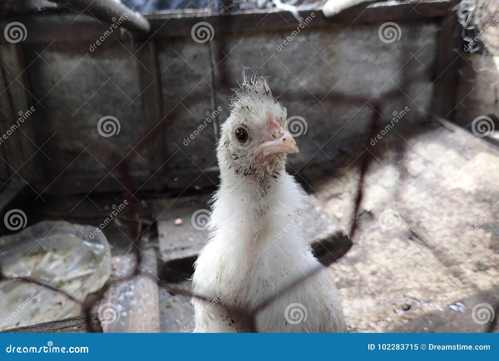 Sad White Caged Chicken in an Empty Enclosure Stock Image - Image of ...