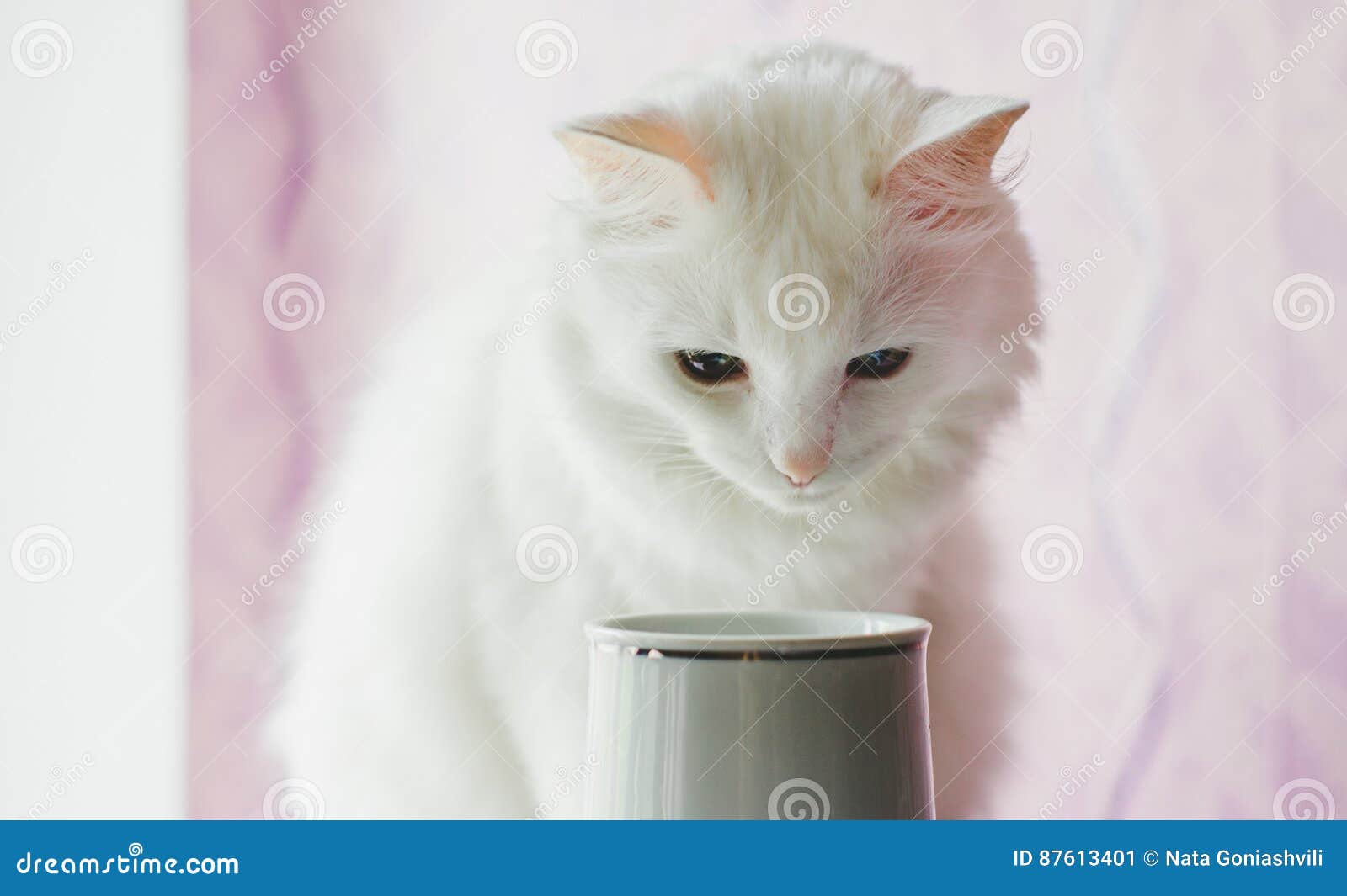 Sad white cat stock image. Image of sadcat, angoracat - 87613401