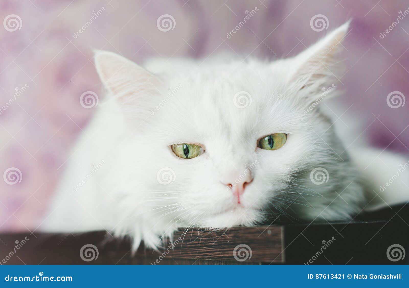 Sad white cat stock image. Image of snout, mammal, persian - 87613421