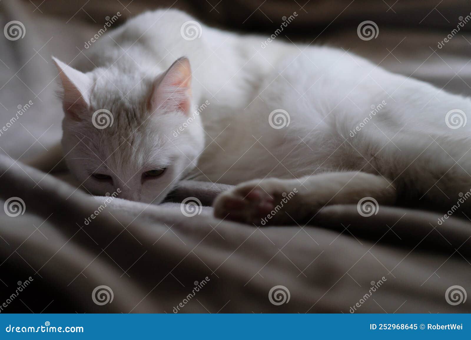 Sad White Cat Lying on Grey Blanket in Dark Stock Image - Image of ...
