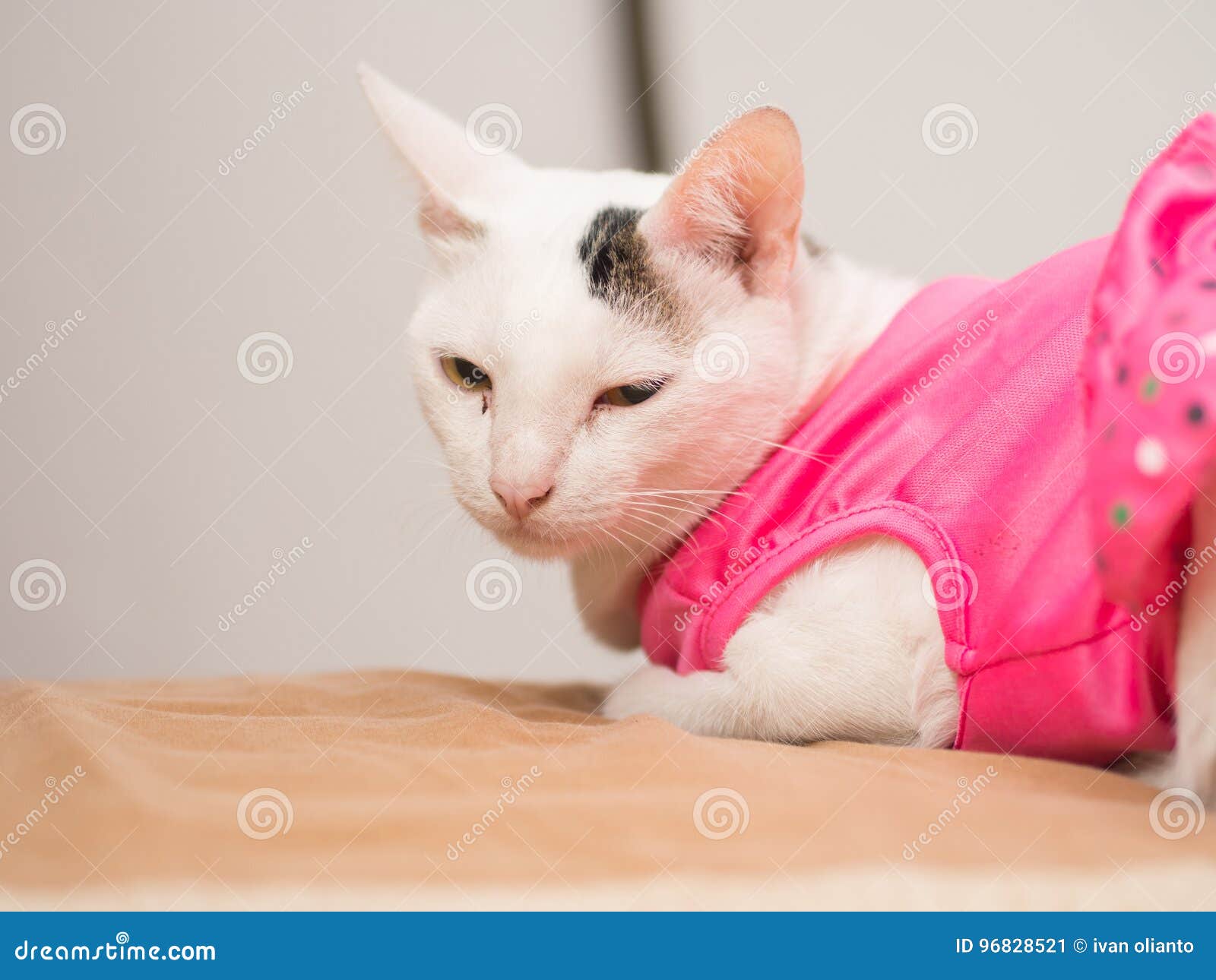 Sad White Cat with Pink Shirt Stock Image - Image of feline, domestic ...
