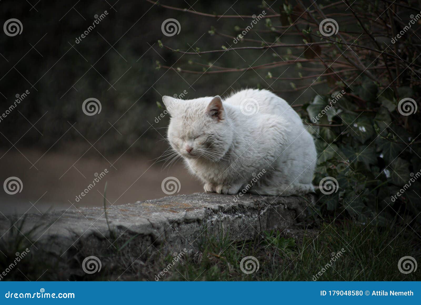 Sad white cat. stock photo. Image of stonefence, mood - 179048580