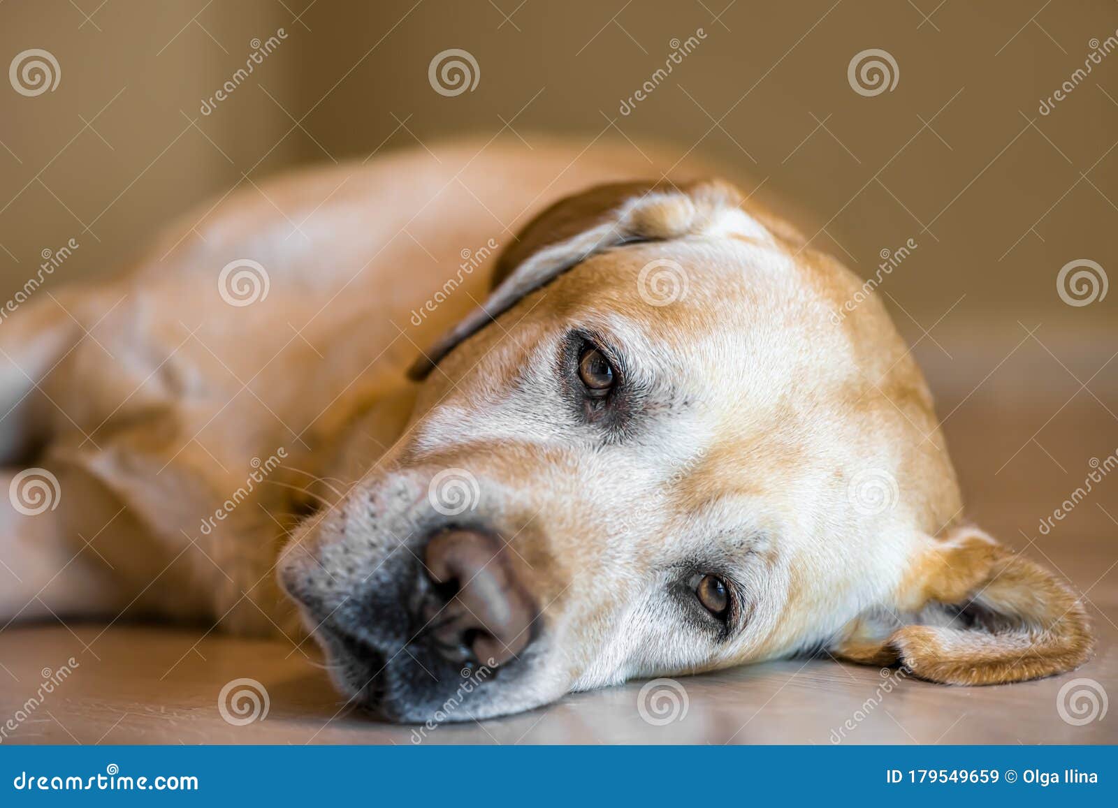 Sad White Labrador Lies at Home on the Floor Stock Image - Image of ...