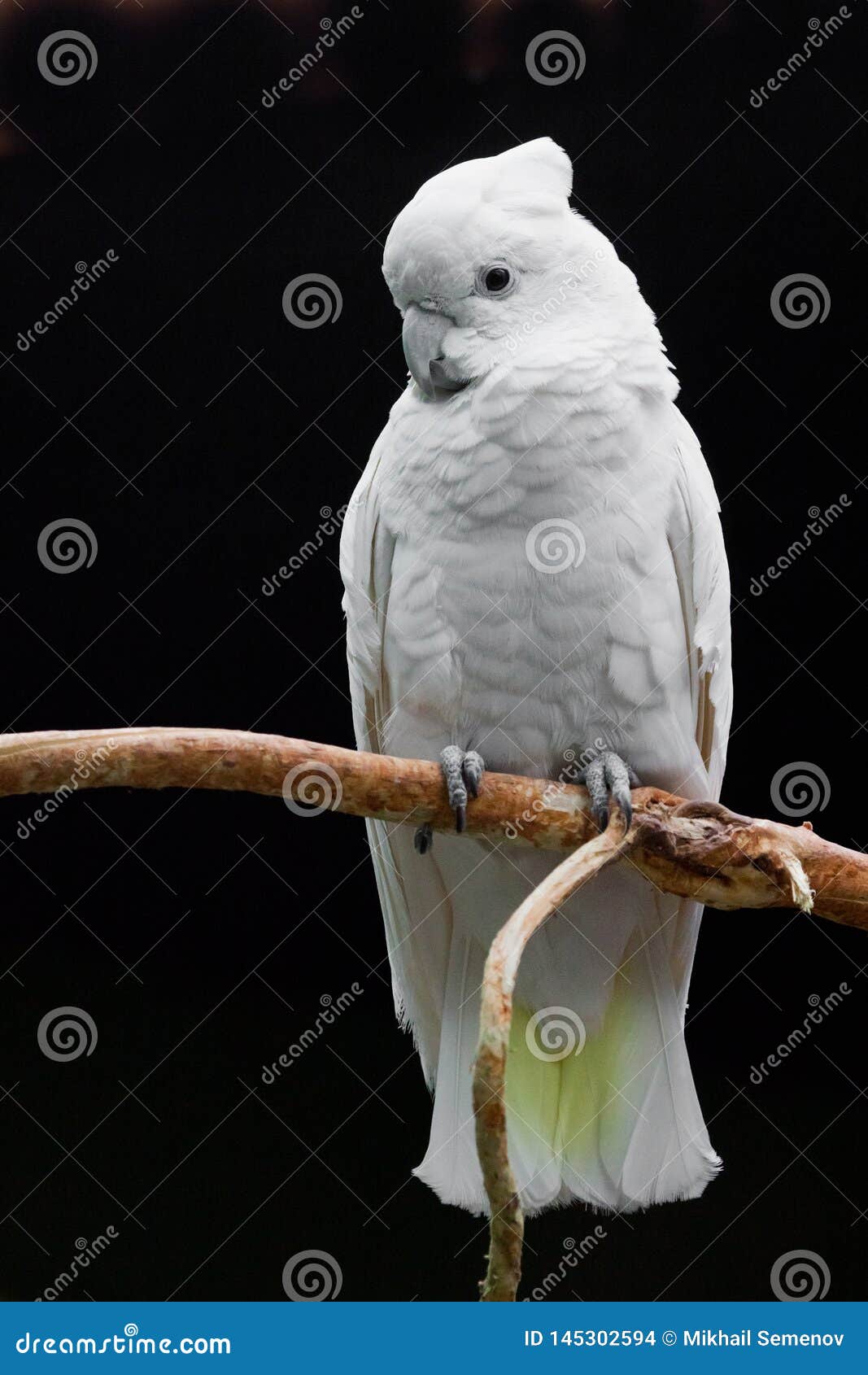 A Sad White Parrot with a Tuft Sits on a Branch Against a Dark ...